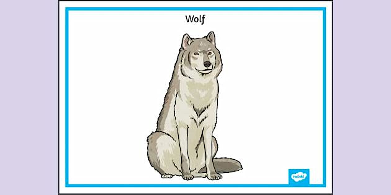 Wolf Display Poster | Primary Resources