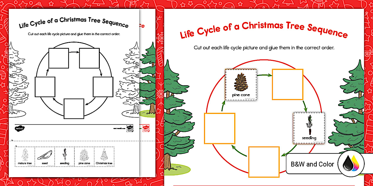Prekindergarten Life Cycle of a Christmas Tree Sequence Cut and Paste