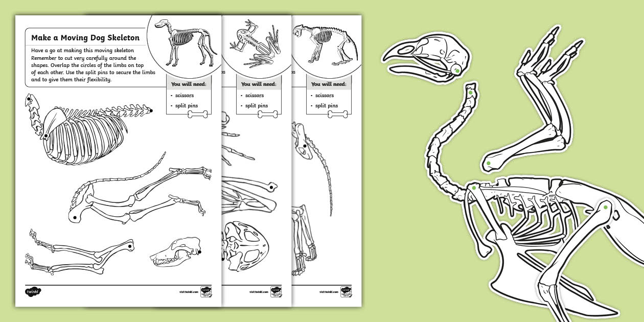 Making a Moving Animal Skeleton Worksheet - Twinkl