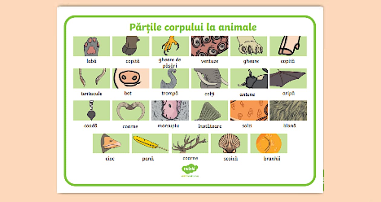 Animal Body Parts Word Mat - Romanian Translation - Twinkl