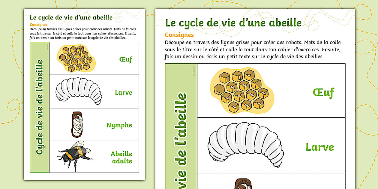 Le cycle de vie d'une abeille (teacher made) - Twinkl