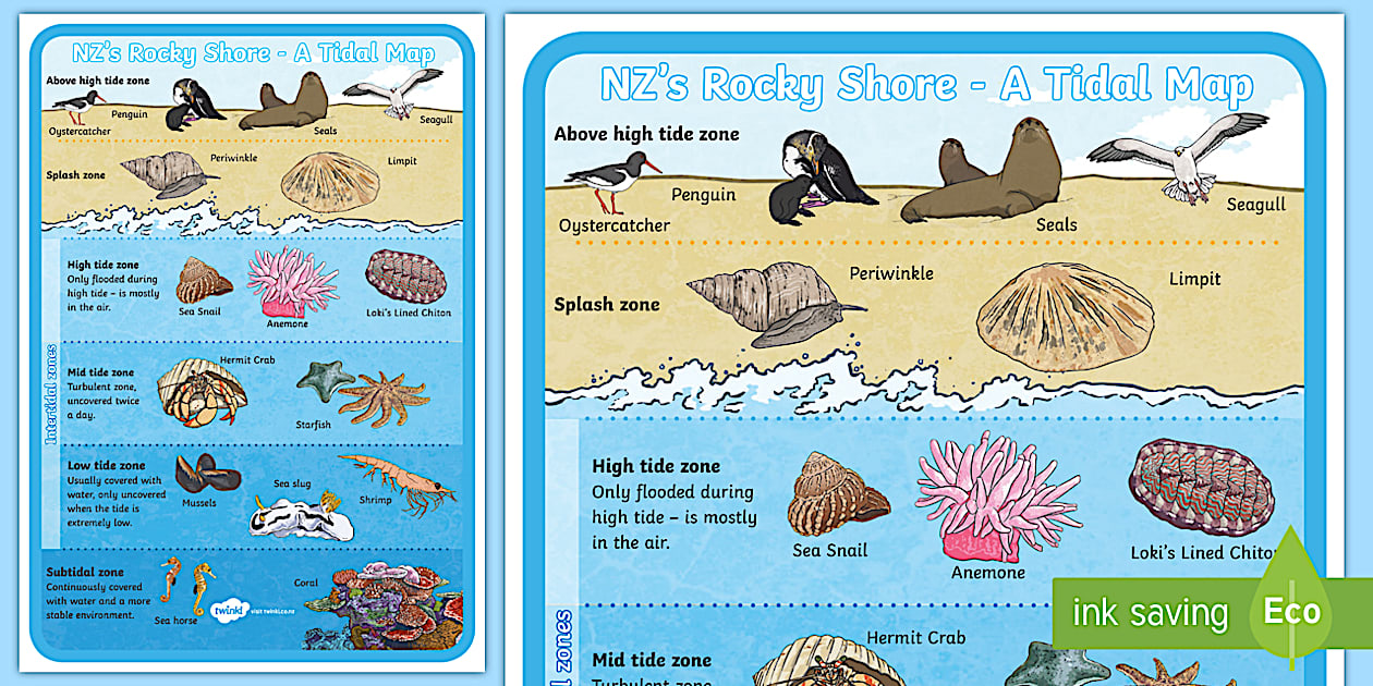 Rocky Shore Animals and Tidal Zones - Years 0-2 - Twinkl NZ