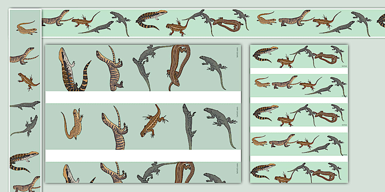 Lizard Display Borders (teacher made) - Twinkl