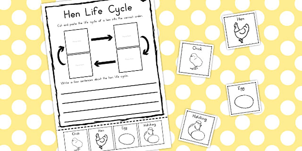 Hen Life Cycle Sentence Writing Worksheet / Worksheet