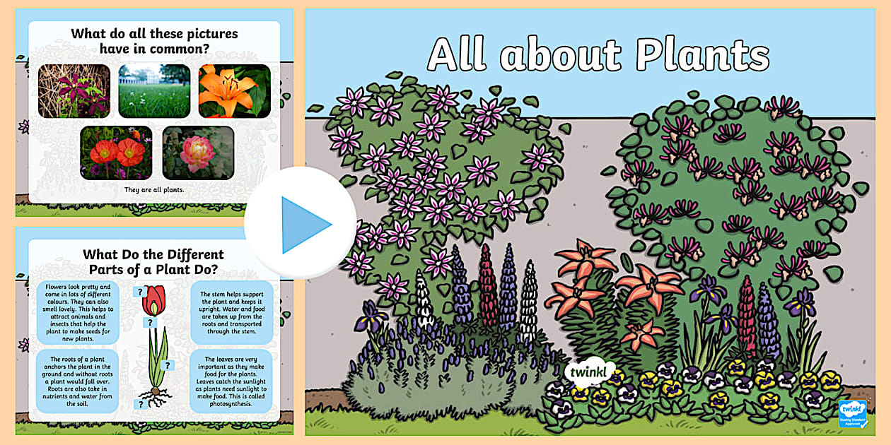 KS1 All About Plants PowerPoint - Plant Science - Twinkl