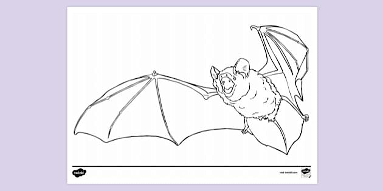 Bat Colouring Page to Print | Colouring Sheets - Twinkl