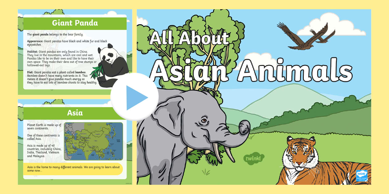 Asian Animals PowerPoint KS1 (teacher made) - Twinkl