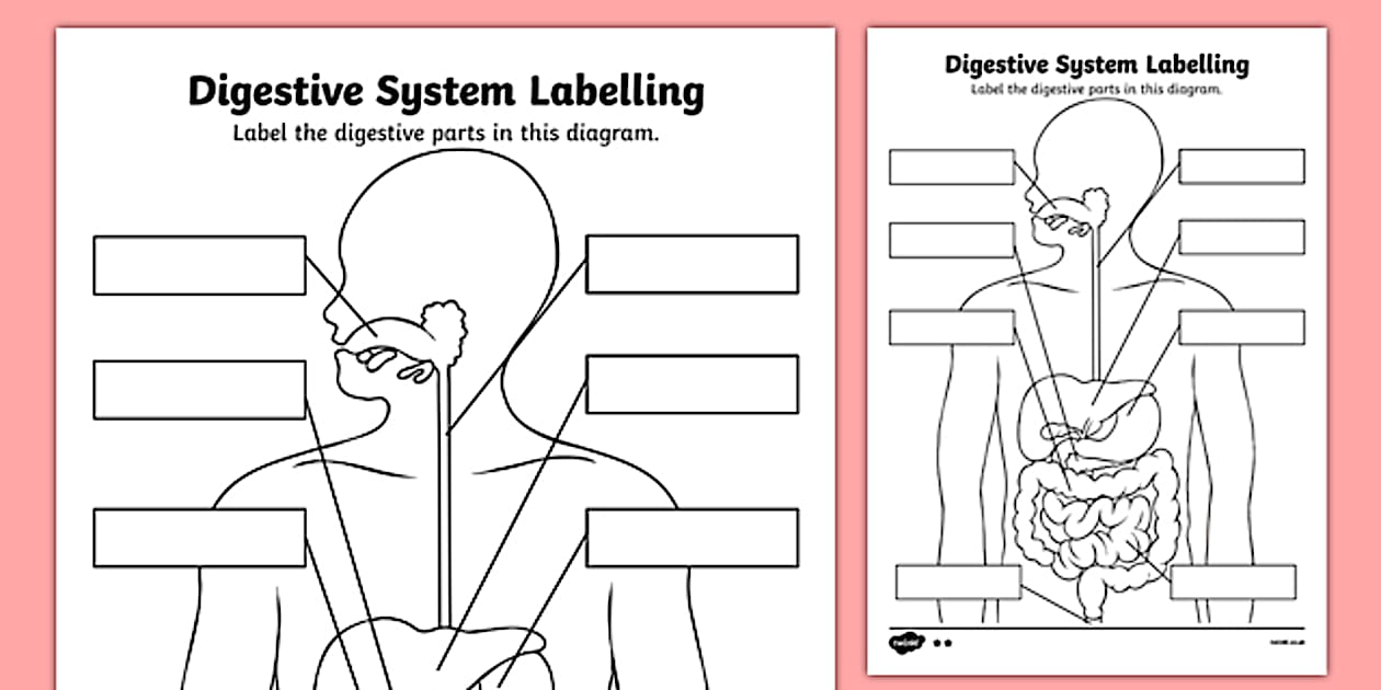 Editable Label the Digestive System Worksheet (teacher made)
