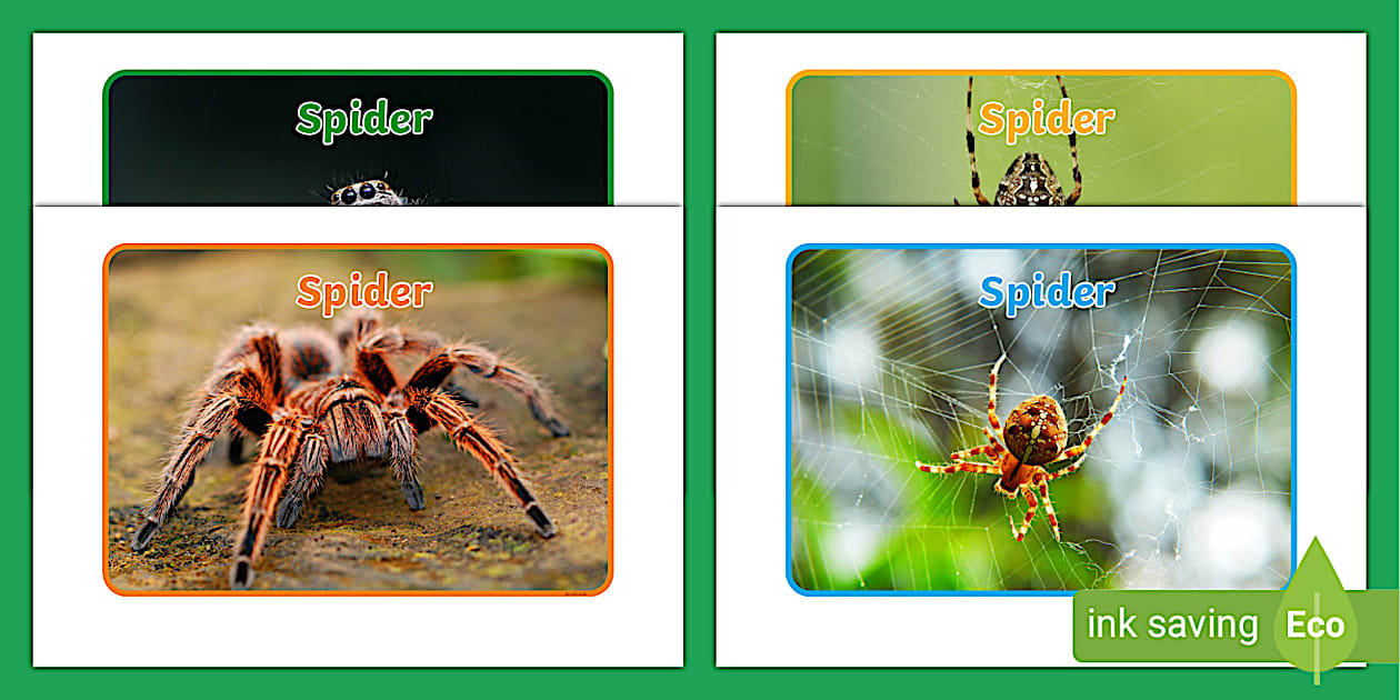 Scary Spider Photo Pack (teacher made) - Twinkl