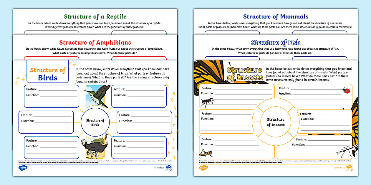 Structure of Animal Classes Mind Map Pack (Teacher-Made)