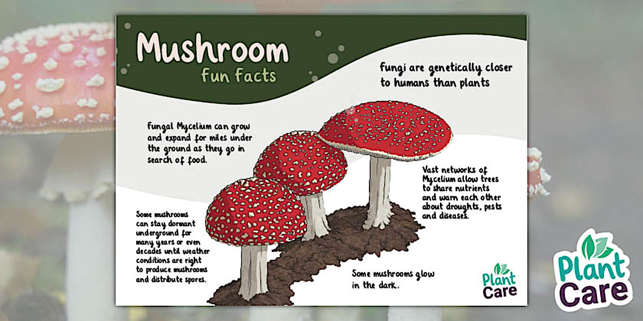 Facts About Mushrooms | Autumn Plantcare (teacher made)