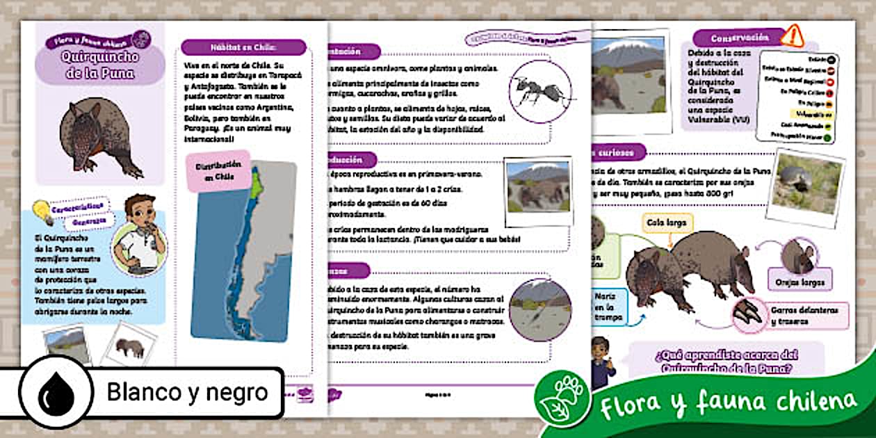 Ficha | Informativa | Quirquincho | Puna | (teacher made)