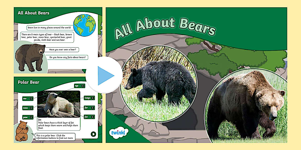 EYFS All About Bears | PowerPoint | Twinkl (teacher made)