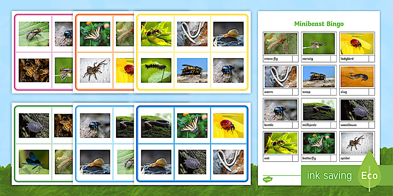 Minibeast Photo Themed Bingo and Lotto Game Pack - - Twinkl