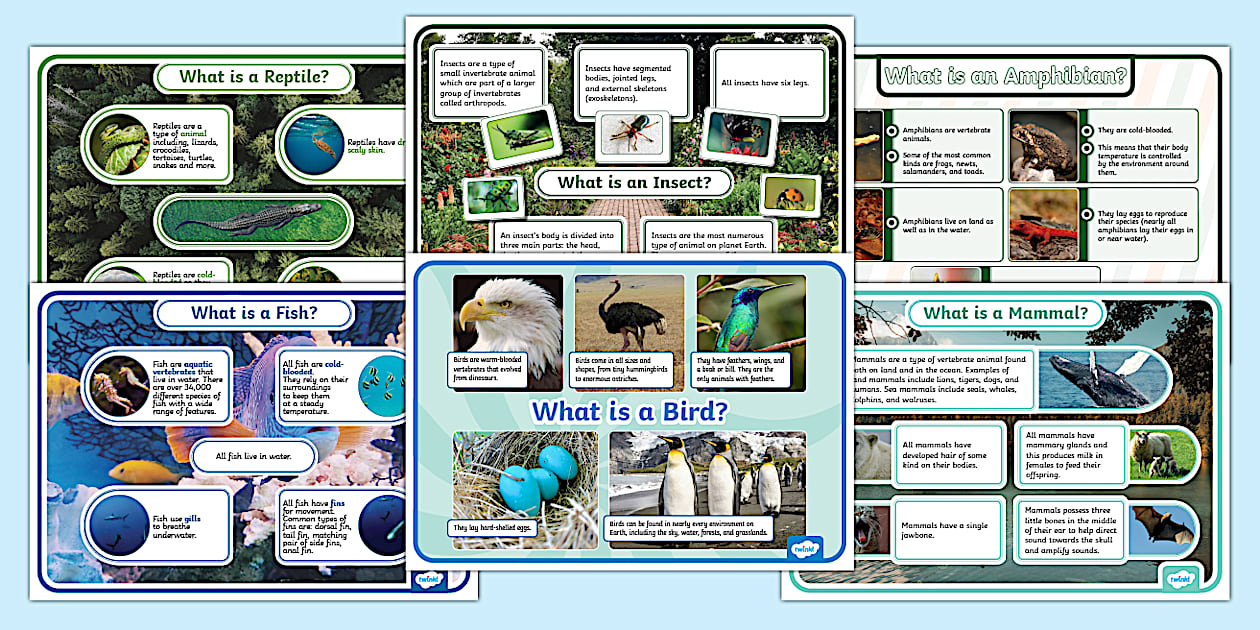 Types of Animals Display Poster Pack (teacher made) - Twinkl
