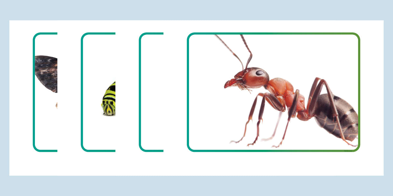 * NEW * Spring Insects Display Photos - Twinkl Images