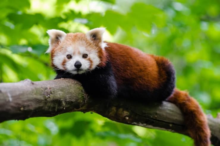 International Red Panda Day New Zealand - Twinkl
