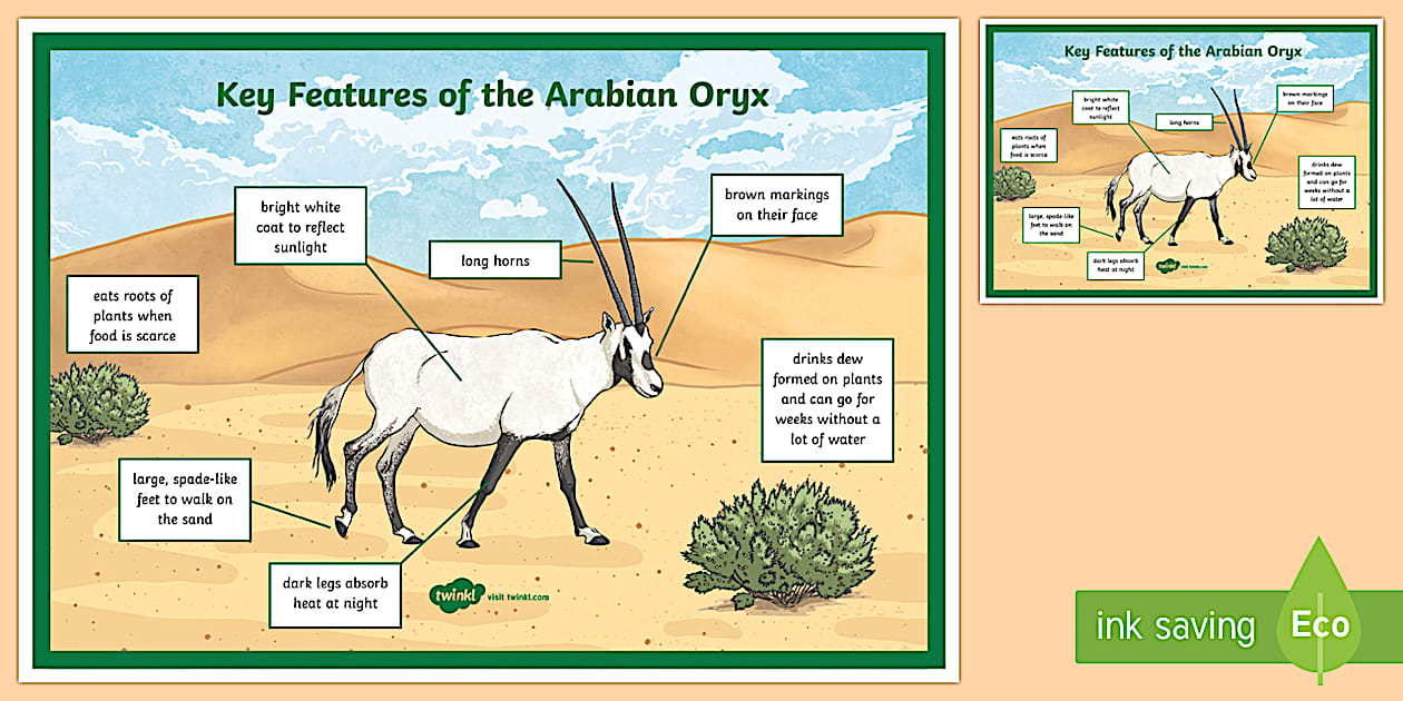 Arabian Oryx Adaptations A4 Display Poster (teacher made)