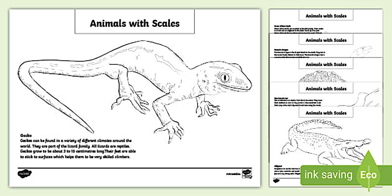 Animals with Scales | Colouring Sheets | Primary Resources