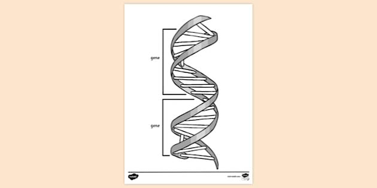 DNA and Genes Colouring | Colouring Sheet (teacher made)