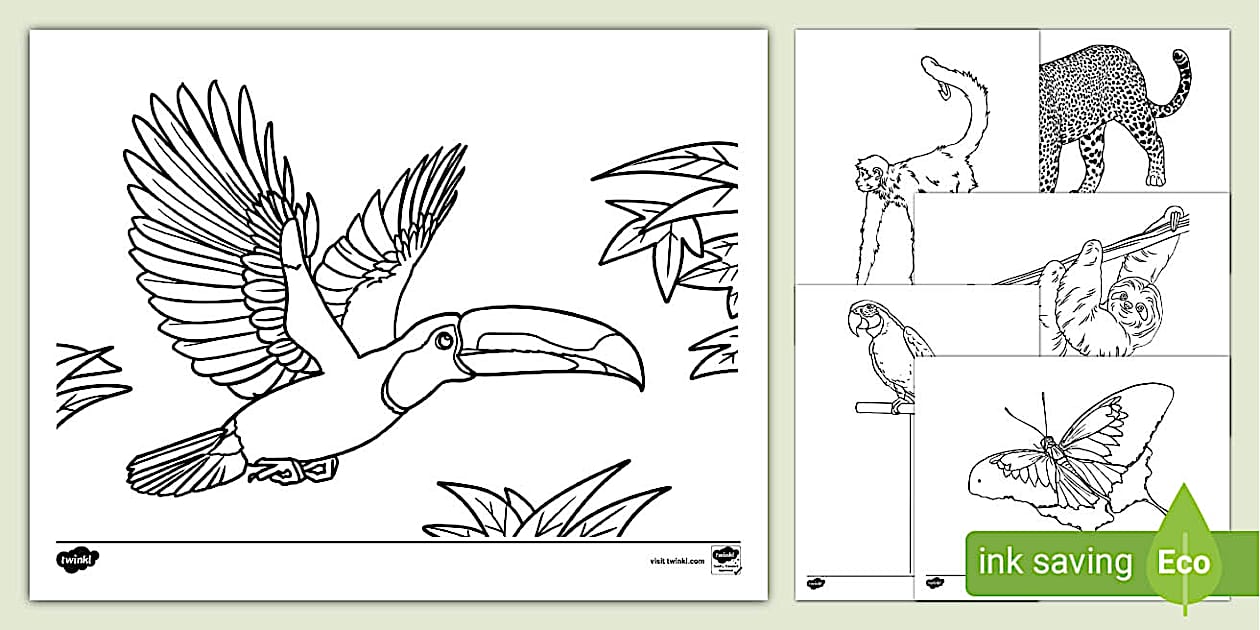Rainforest Coloring Pages - Social Studies - Twinkl USA