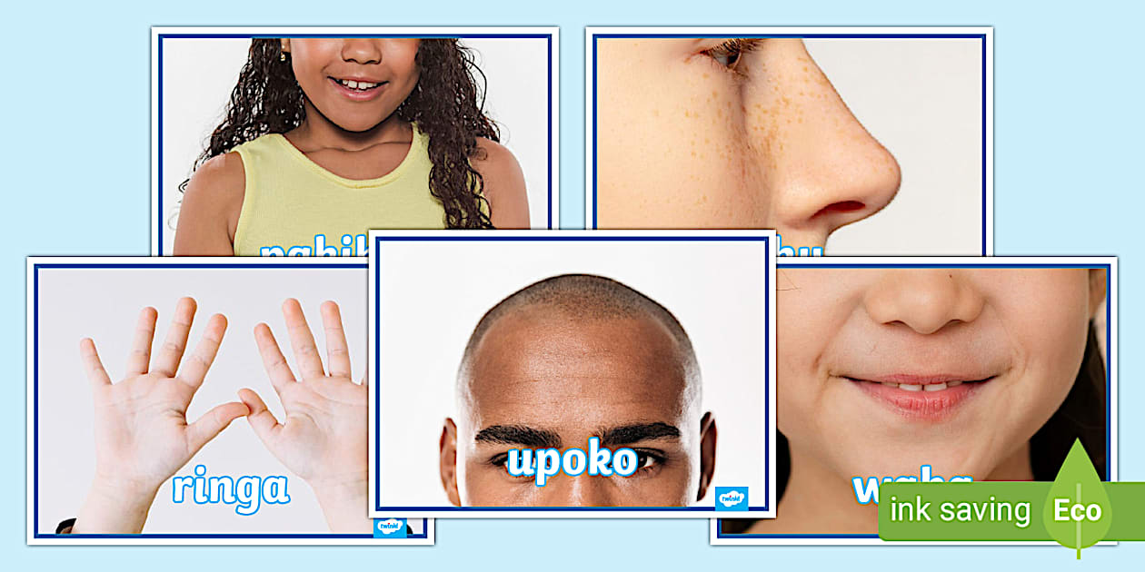 My Body Display Photos Te Reo Māori - Twinkl