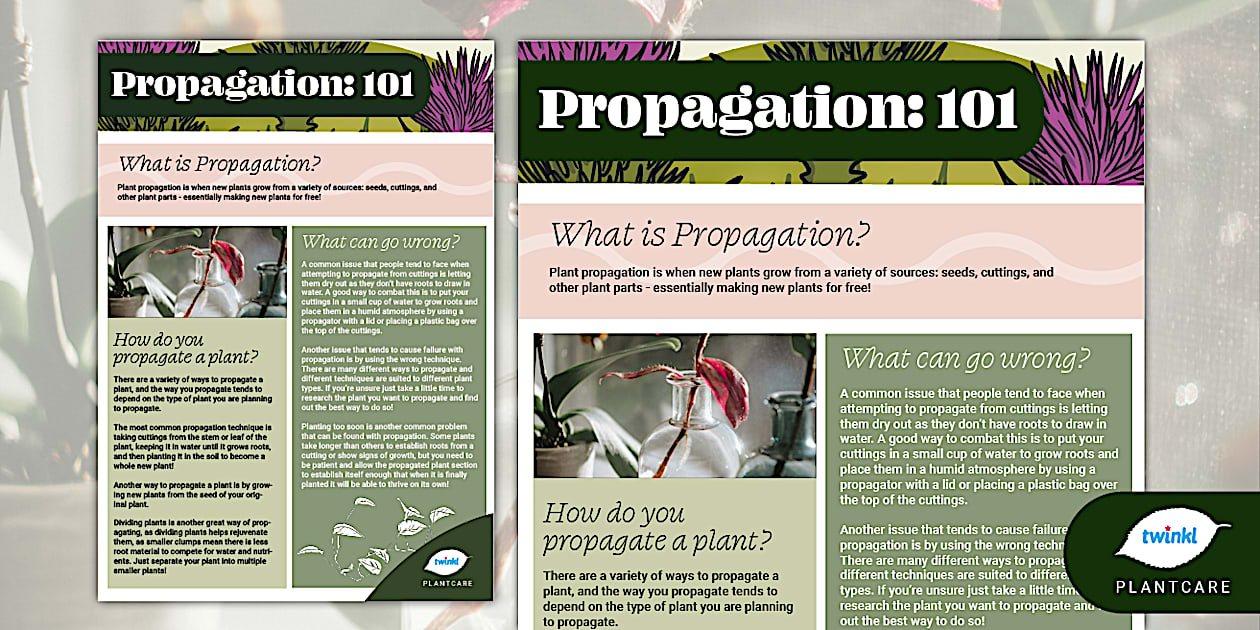 Propagation: 101, Plantcare, Plants, How to grow cuttings