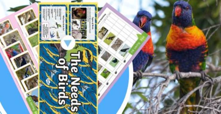 National Bird Week in Australia | October Event - Twinkl