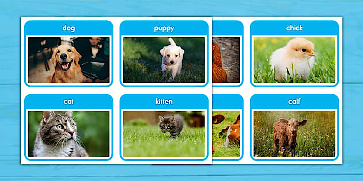 Animal Parents and Their Young Vocabulary Cards - Twinkl