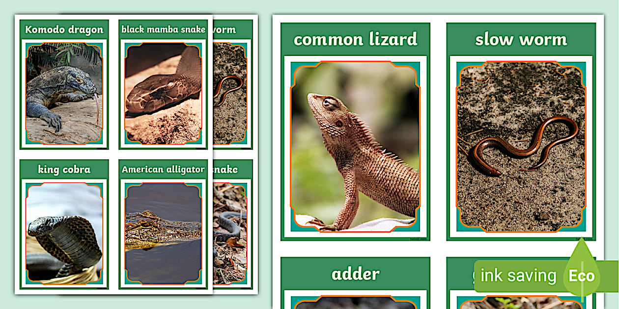 Reptiles Flashcards (teacher made) - Twinkl