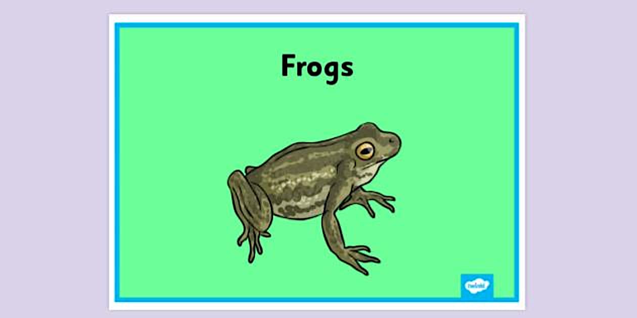 Printable Poster Frogs Display Poster | Primary Resources