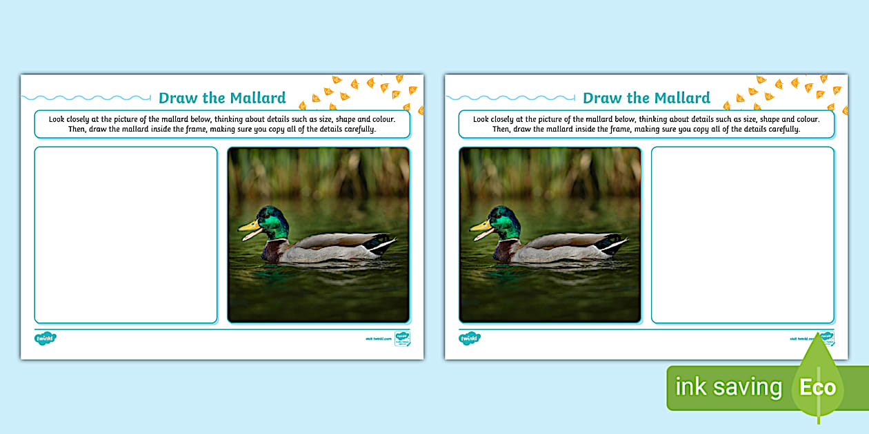 Draw a Mallard Worksheet (teacher made) - Twinkl
