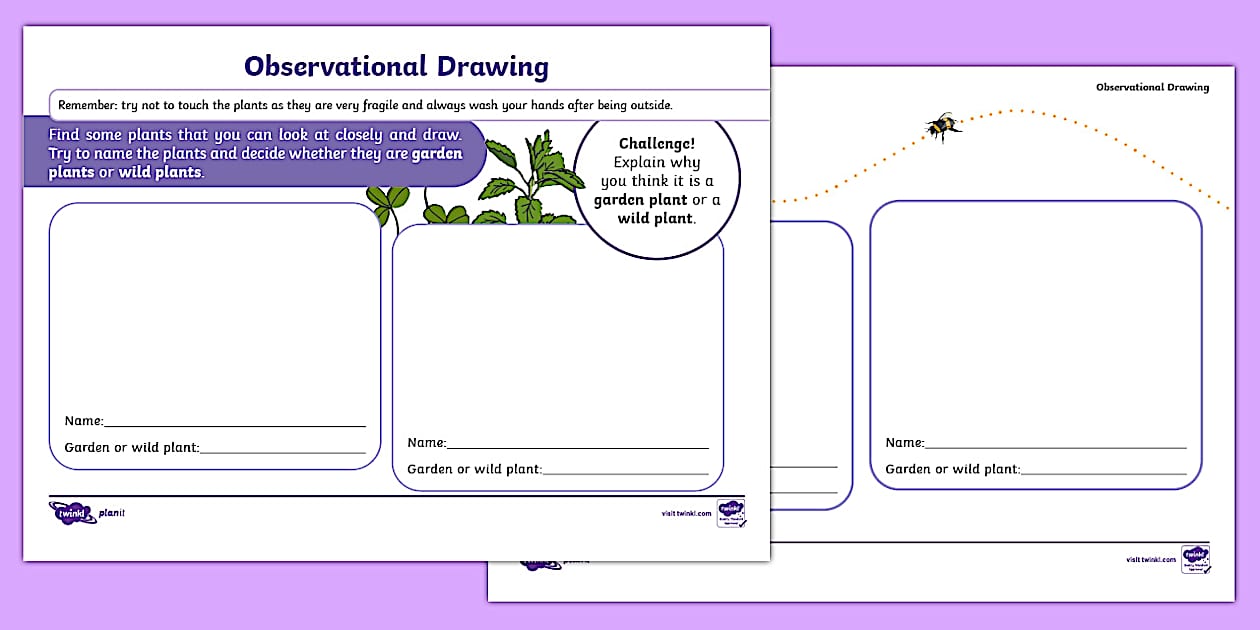 Year 1 Observational Drawings of Plants Activity Sheet