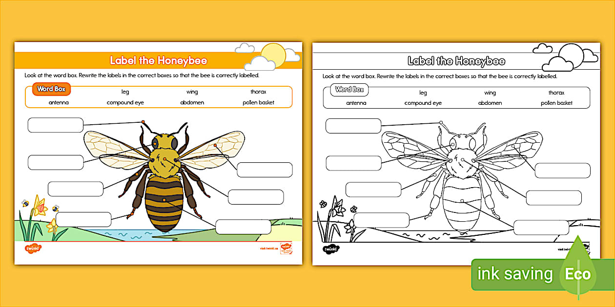 Label a Honeybee Activity Sheet (teacher made) - Twinkl