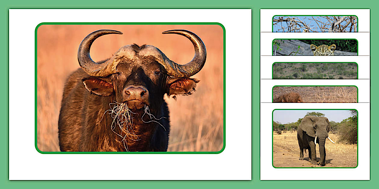 Cutest African Animals Photo Pack (Teacher-Made) - Twinkl