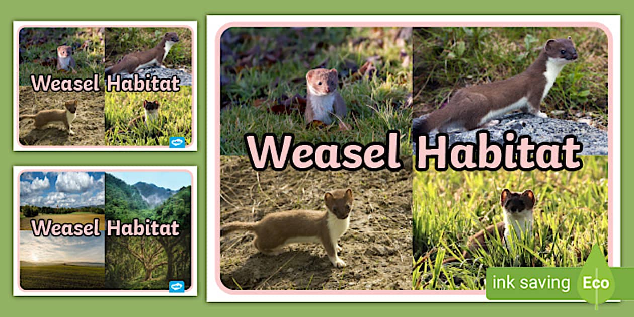 Weasel Habitat Display Photos | Class Resources | Twinkl