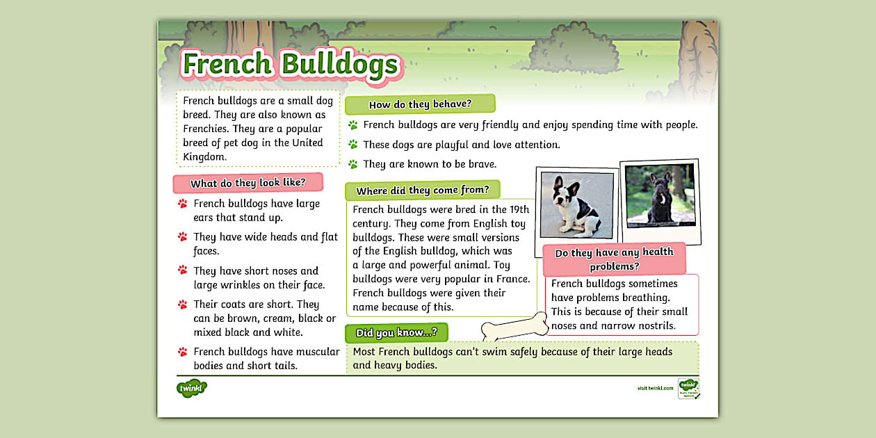 French Bulldog Fact File - KS1 - Science - Animals - Twinkl