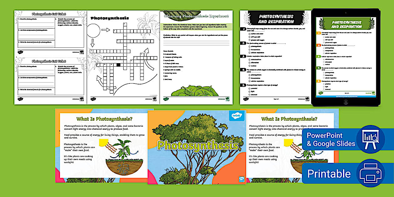 Flow of Energy in Photosynthesis | Lesson Pack | Twinkl USA