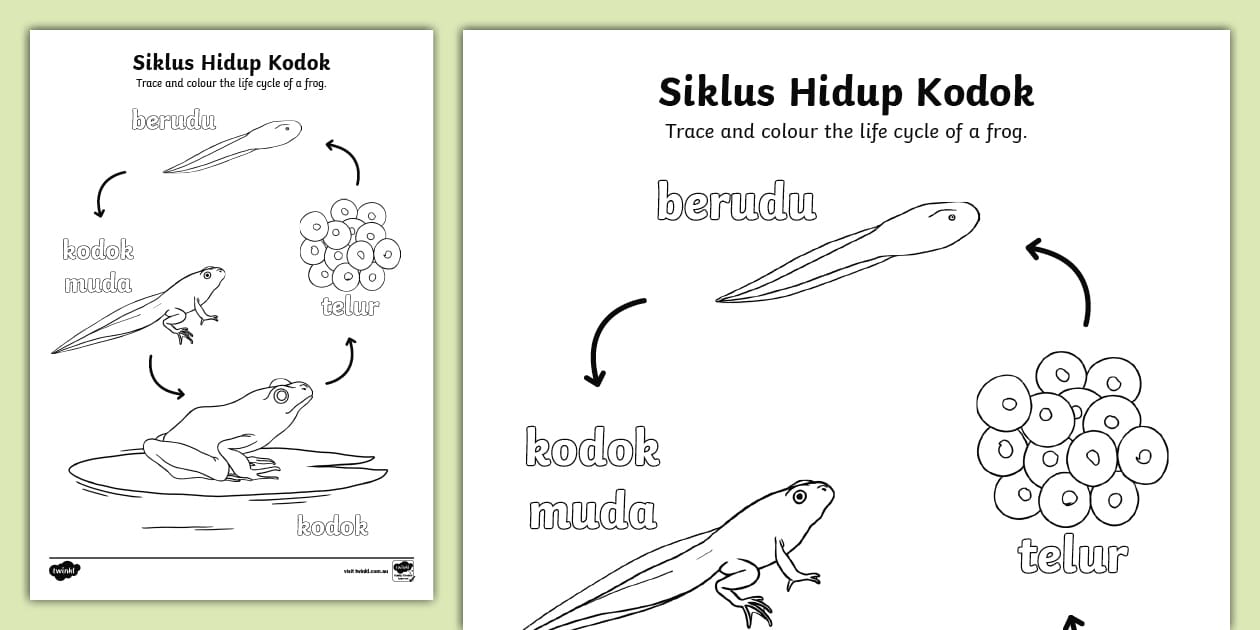Frog Life Cycle Tracing Activity - Indonesian - Twinkl