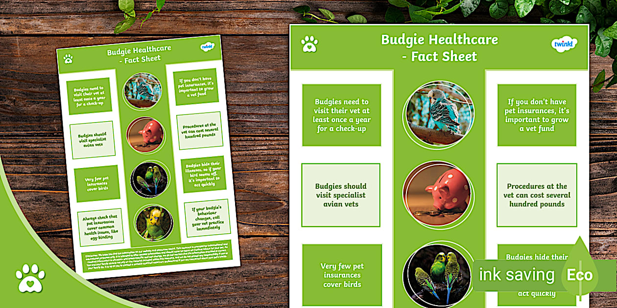 Budgie Healthcare - Fact Sheet - Pet - Birds - Twinkl Pets