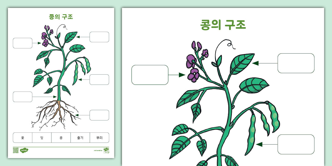 식물의 구조 ⅼ 콩의 구조 빈칸 채우기 - Twinkl