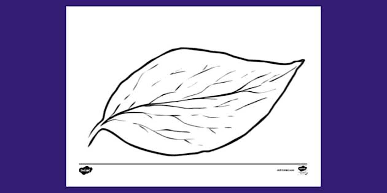 Printable Leaf Colouring Page | Colouring Sheets - Twinkl
