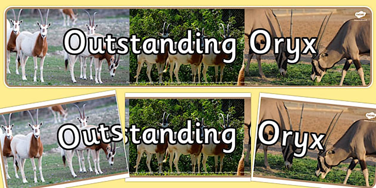 👉 Outstanding Oryx Display Banner (teacher made) - Twinkl