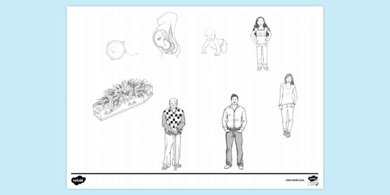 Life Cycle Colouring Sheet | Teaching Resources | Twinkl