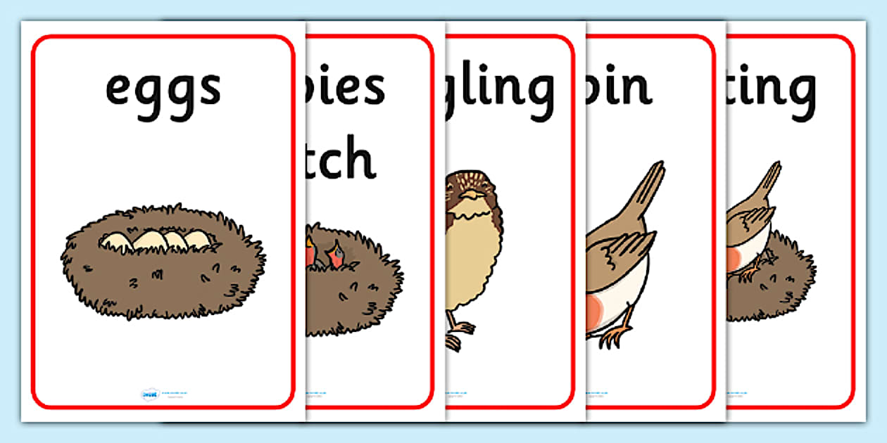 Robin Life Cycle Growth Display Posters - Twinkl