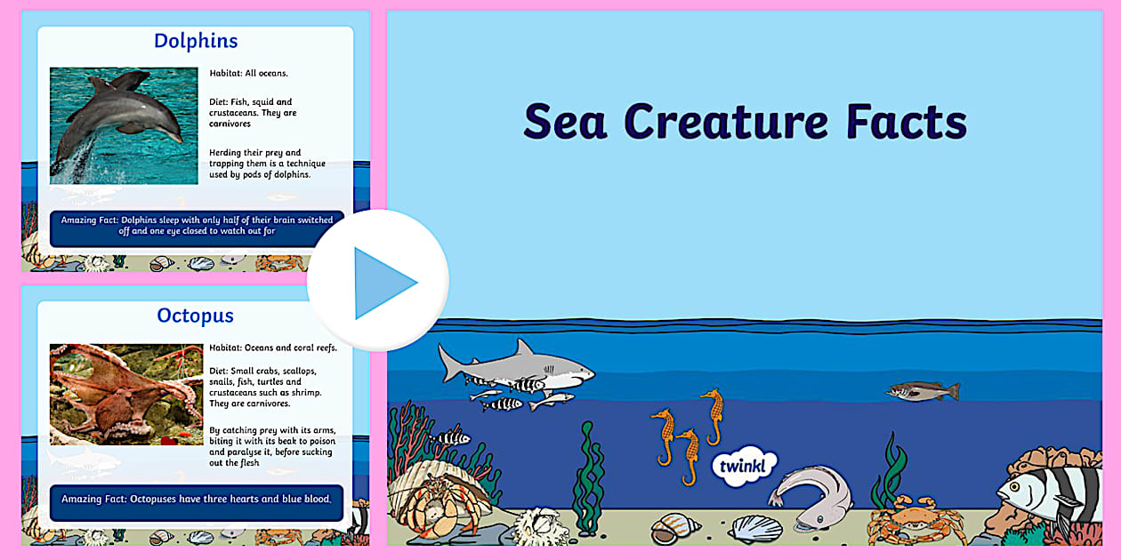 Ocean Layer Animal PowerPoint | Primary Resource | Twinkl