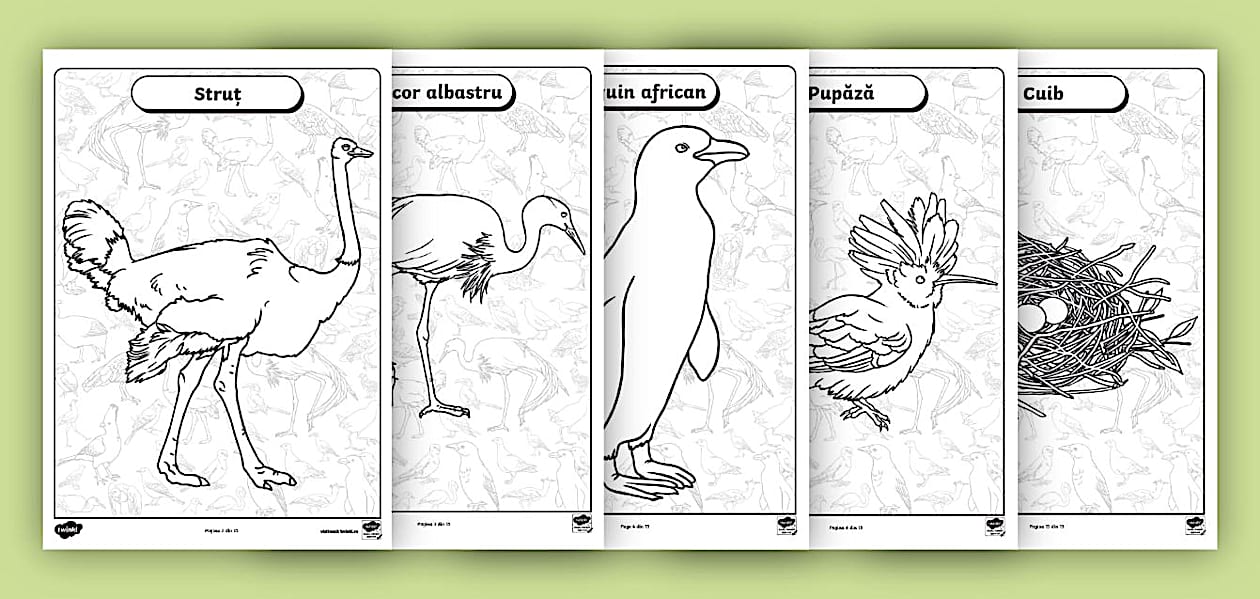 Păsări – Desene de colorat (teacher made) - Twinkl