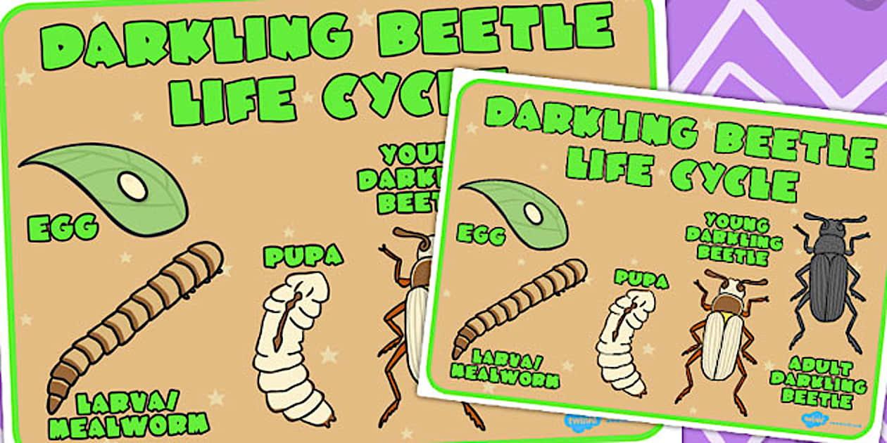 Darkling Beetle Life Cycle Large Display Posters - life cycles