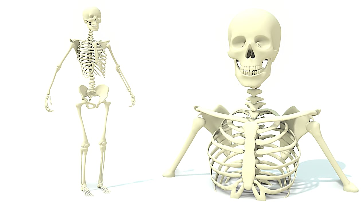 Scheletul uman 3D — Realitatea augmentată — România