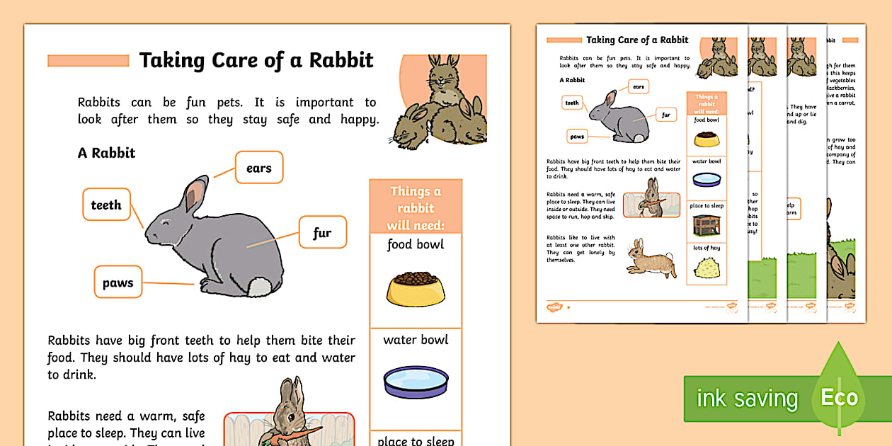 How To Care For Rabbits (teacher made) - Twinkl